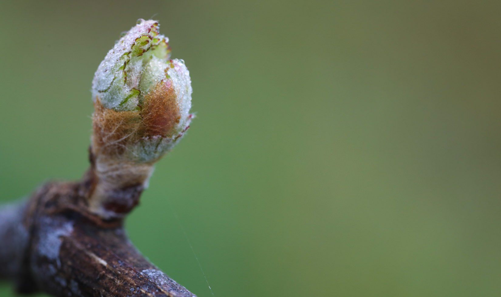 Budburst